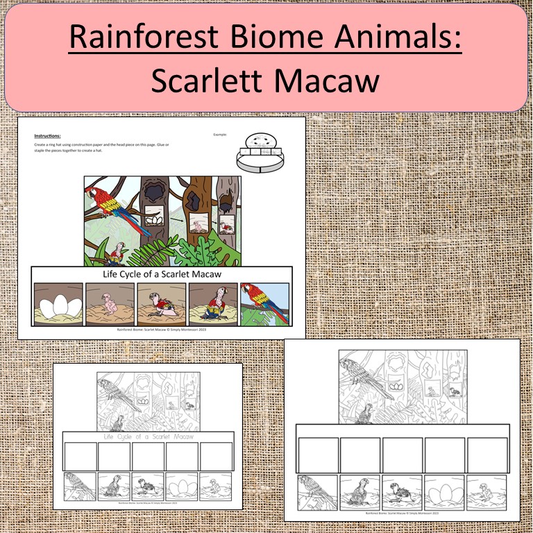 Rainforest Biome Animal: Scarlet Macaw | Made By Teachers