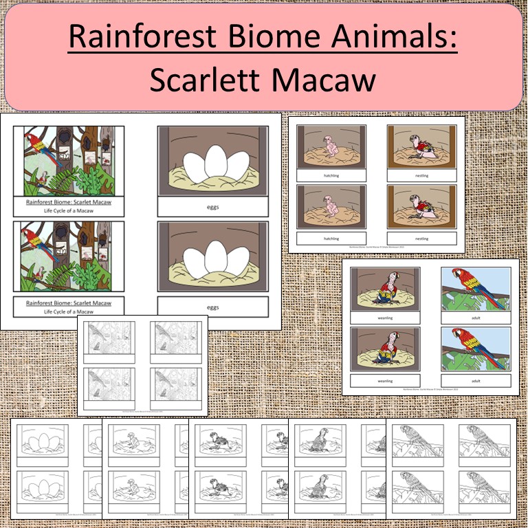 Rainforest Biome Animal: Scarlet Macaw | Made By Teachers