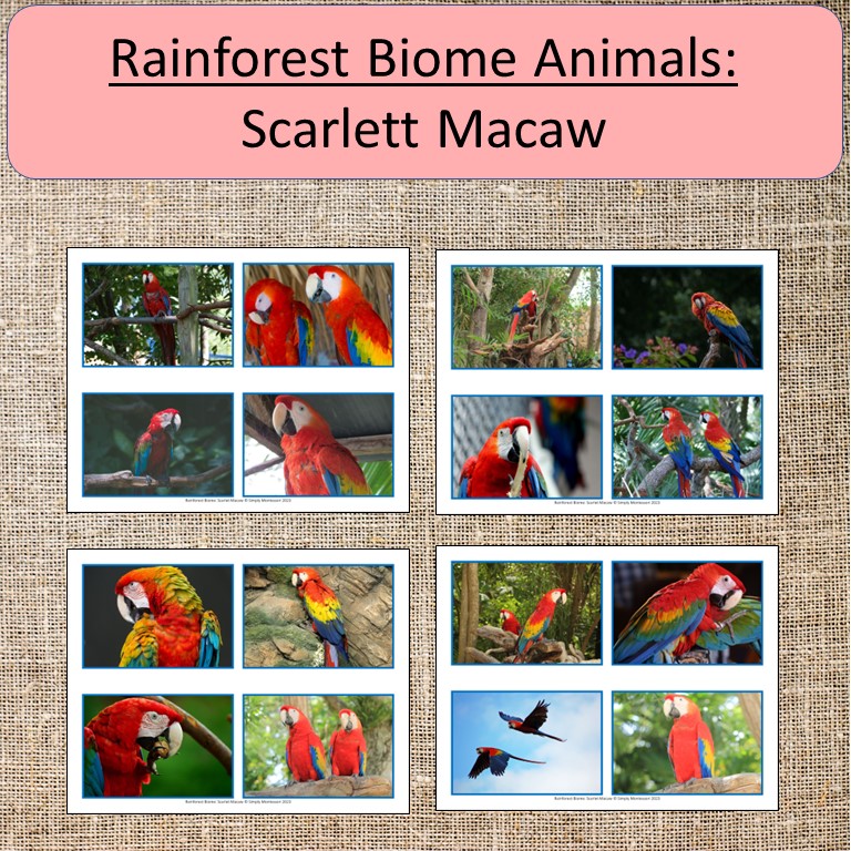 Rainforest Biome Animal: Scarlet Macaw | Made By Teachers