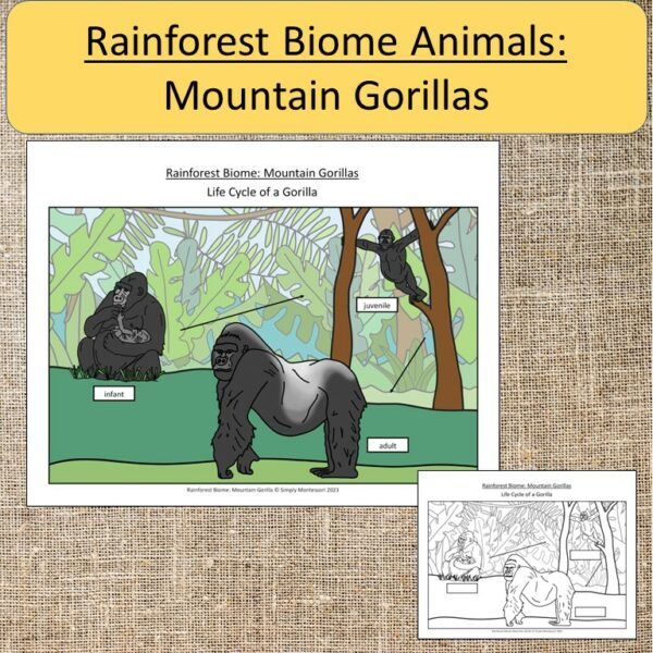 Rainforest Biome Animals: Mountain Gorilla | Made By Teachers