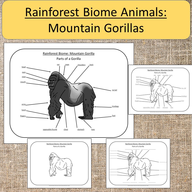 Rainforest Biome Animals: Mountain Gorilla | Made By Teachers
