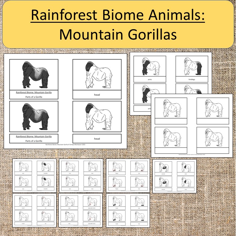 Rainforest Biome Animals: Mountain Gorilla | Made By Teachers