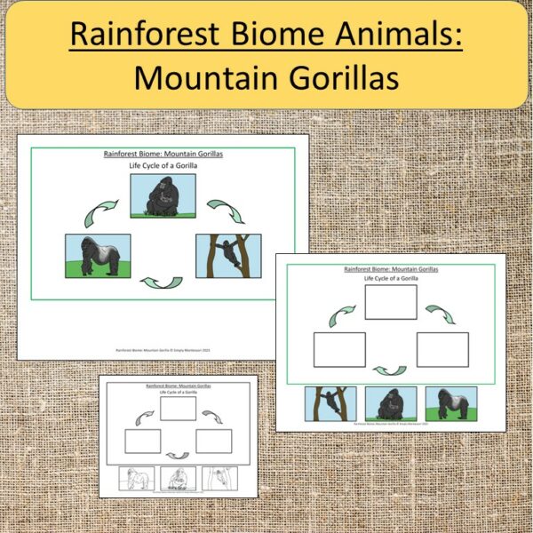 Rainforest Biome Animals: Mountain Gorilla | Made By Teachers