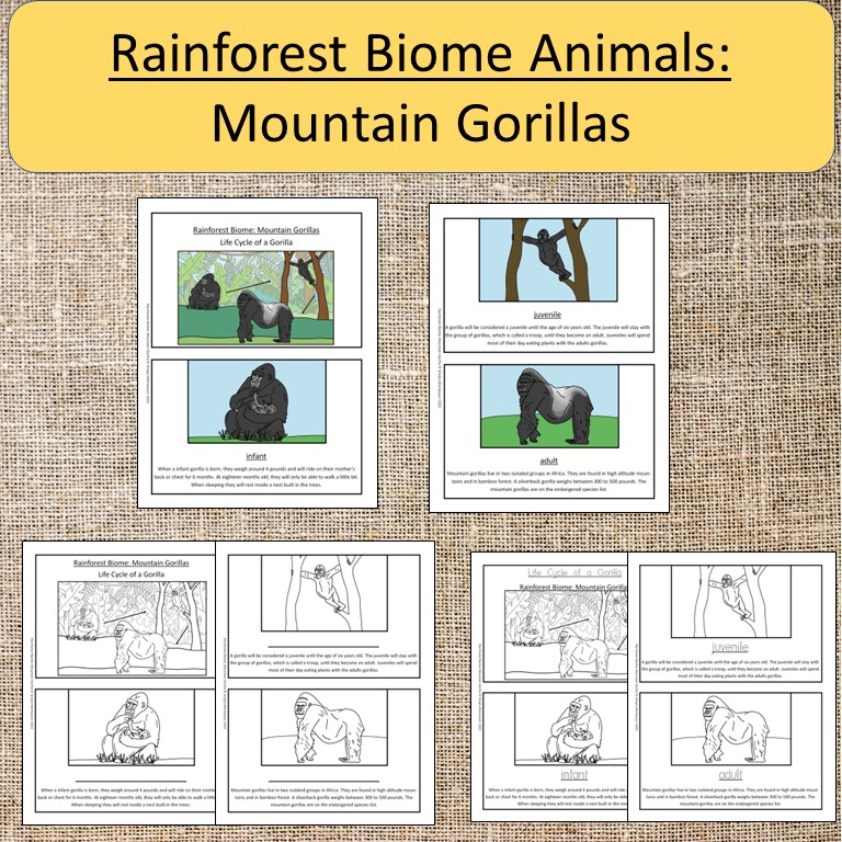Rainforest Biome Animals: Mountain Gorilla | Made By Teachers