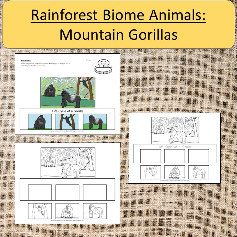 Rainforest Biome Animals: Mountain Gorilla | Made By Teachers