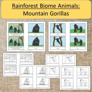 Rainforest Biome Animals: Mountain Gorilla | Made By Teachers