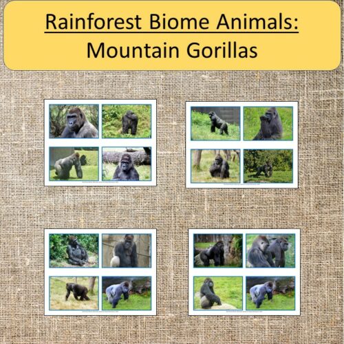 Rainforest Biome Animals: Mountain Gorilla | Made By Teachers