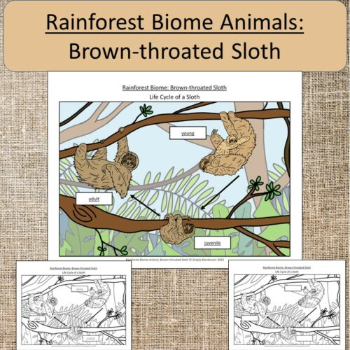 Rainforest Biome Animal: Brown-Throated Sloth | Made By Teachers
