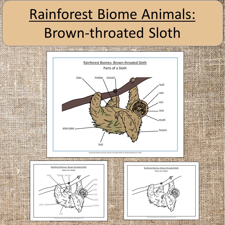 Rainforest Biome Animal: Brown-Throated Sloth | Made By Teachers
