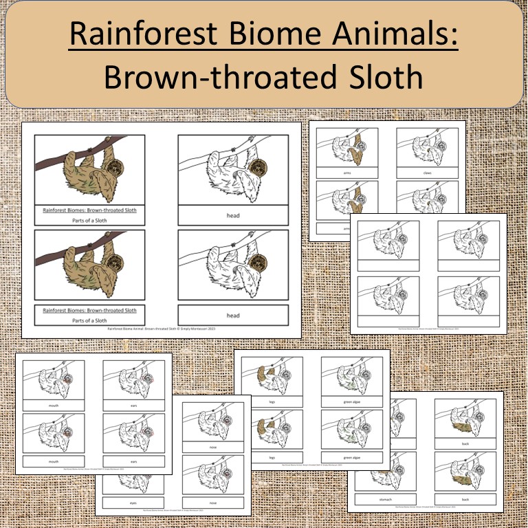Rainforest Biome Animal: Brown-Throated Sloth | Made By Teachers