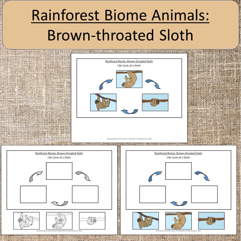 Rainforest Biome Animal: Brown-Throated Sloth | Made By Teachers