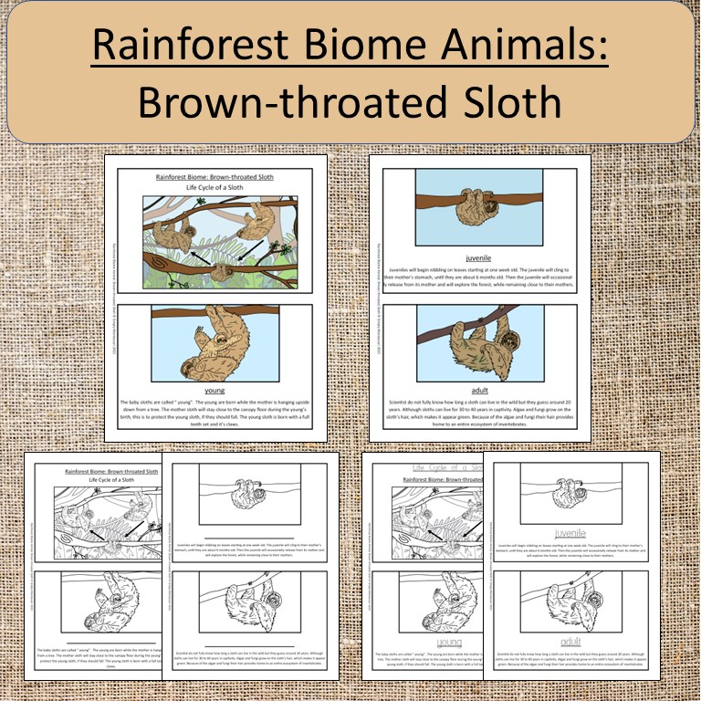 Rainforest Biome Animal: Brown-Throated Sloth | Made By Teachers