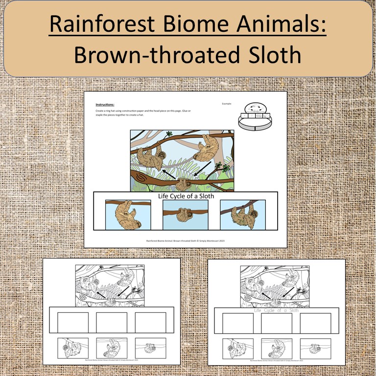 Rainforest Biome Animal: Brown-Throated Sloth | Made By Teachers
