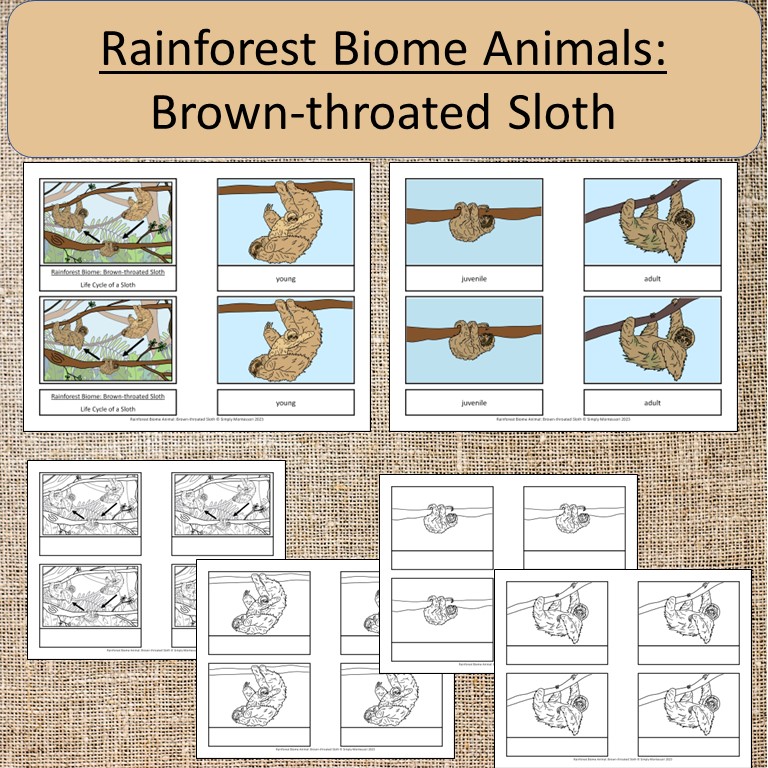 Rainforest Biome Animal: Brown-Throated Sloth | Made By Teachers