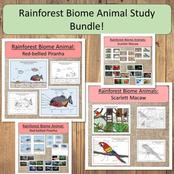 Rainforest Biome Animal Study Bundle Geography science study montessori ...