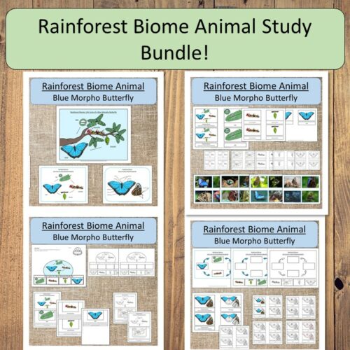 Rainforest Biome Animal Study Bundle Geography science study montessori ...