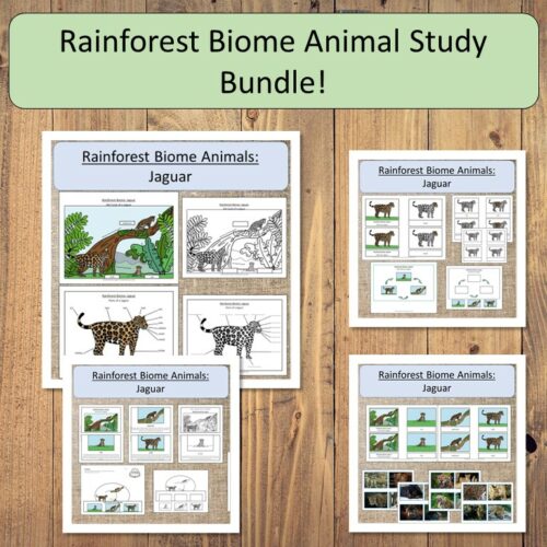 Rainforest Biome Animal Study Bundle Geography science study montessori ...