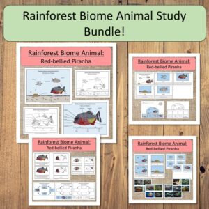 Rainforest Biome Animal Study Bundle Geography science study montessori ...