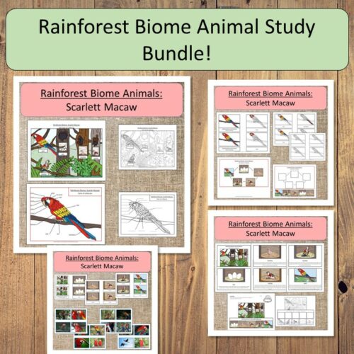 Rainforest Biome Animal Study Bundle Geography science study montessori ...