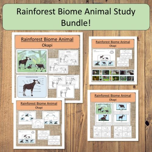 Rainforest Biome Animal Study Bundle Geography science study montessori ...