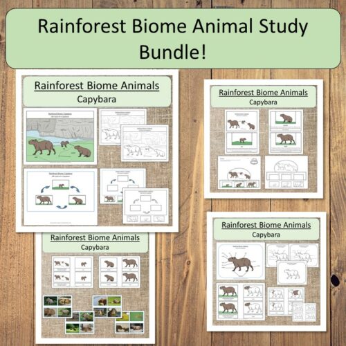 Rainforest Biome Animal Study Bundle Geography science study montessori ...