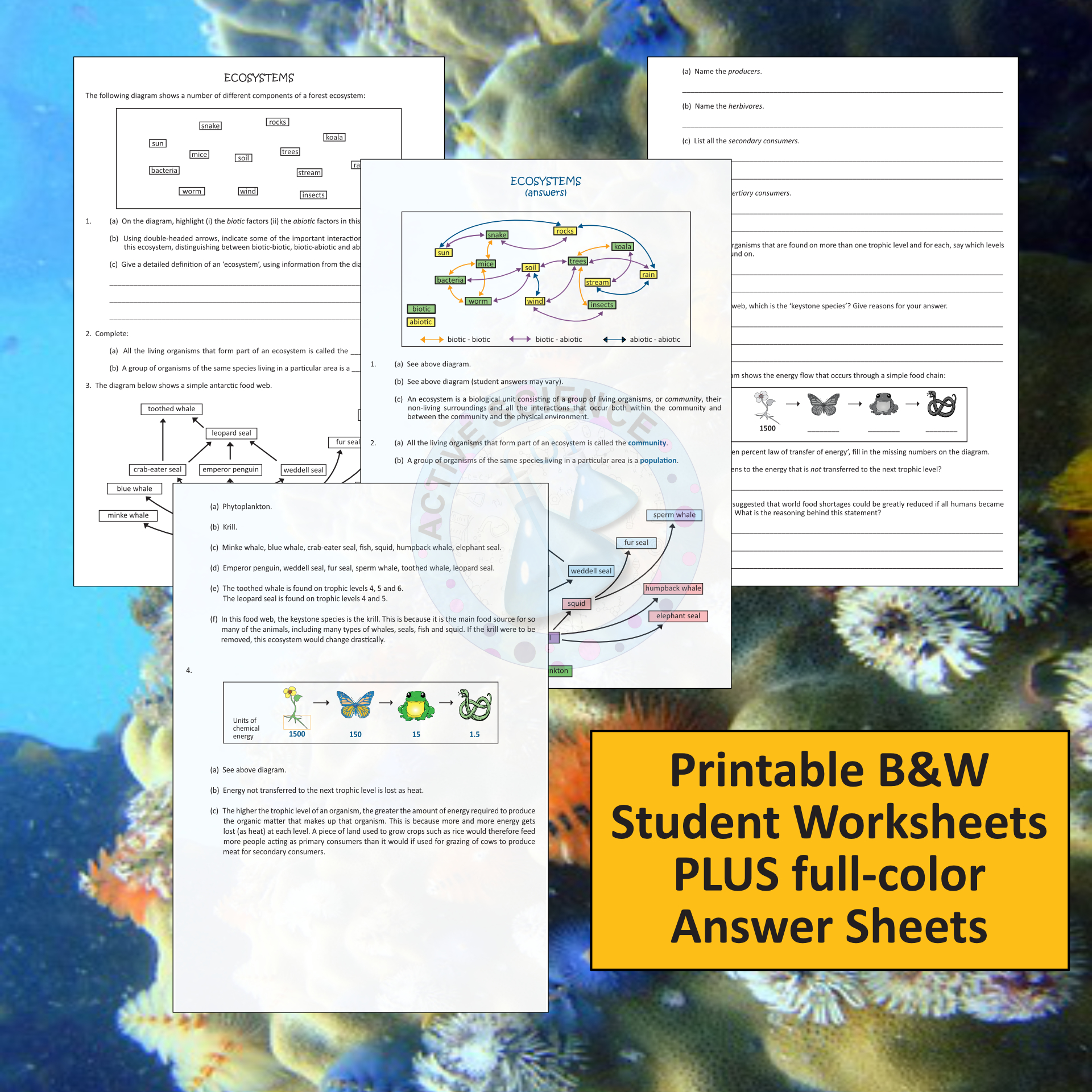Ecosystems: food chains & food webs, relationships in ecosystems (US ...