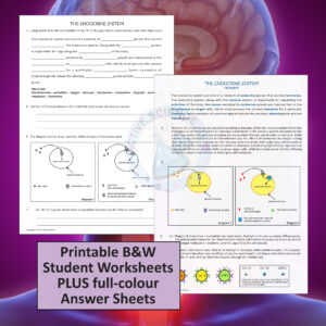 The Endocrine System | Made By Teachers