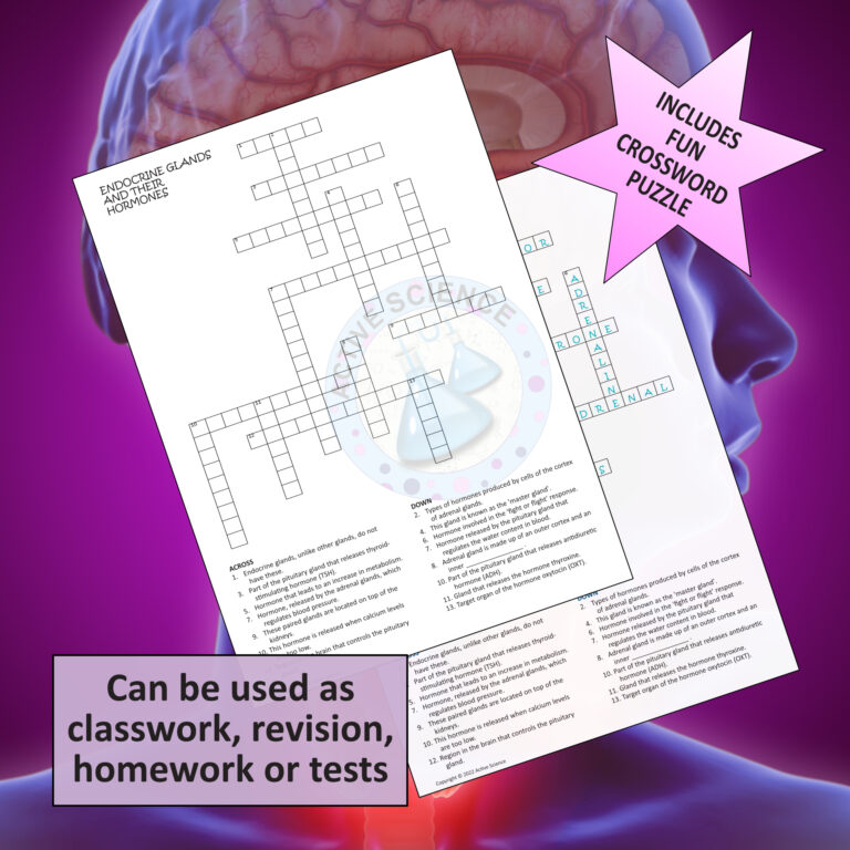 The Endocrine System | Made By Teachers
