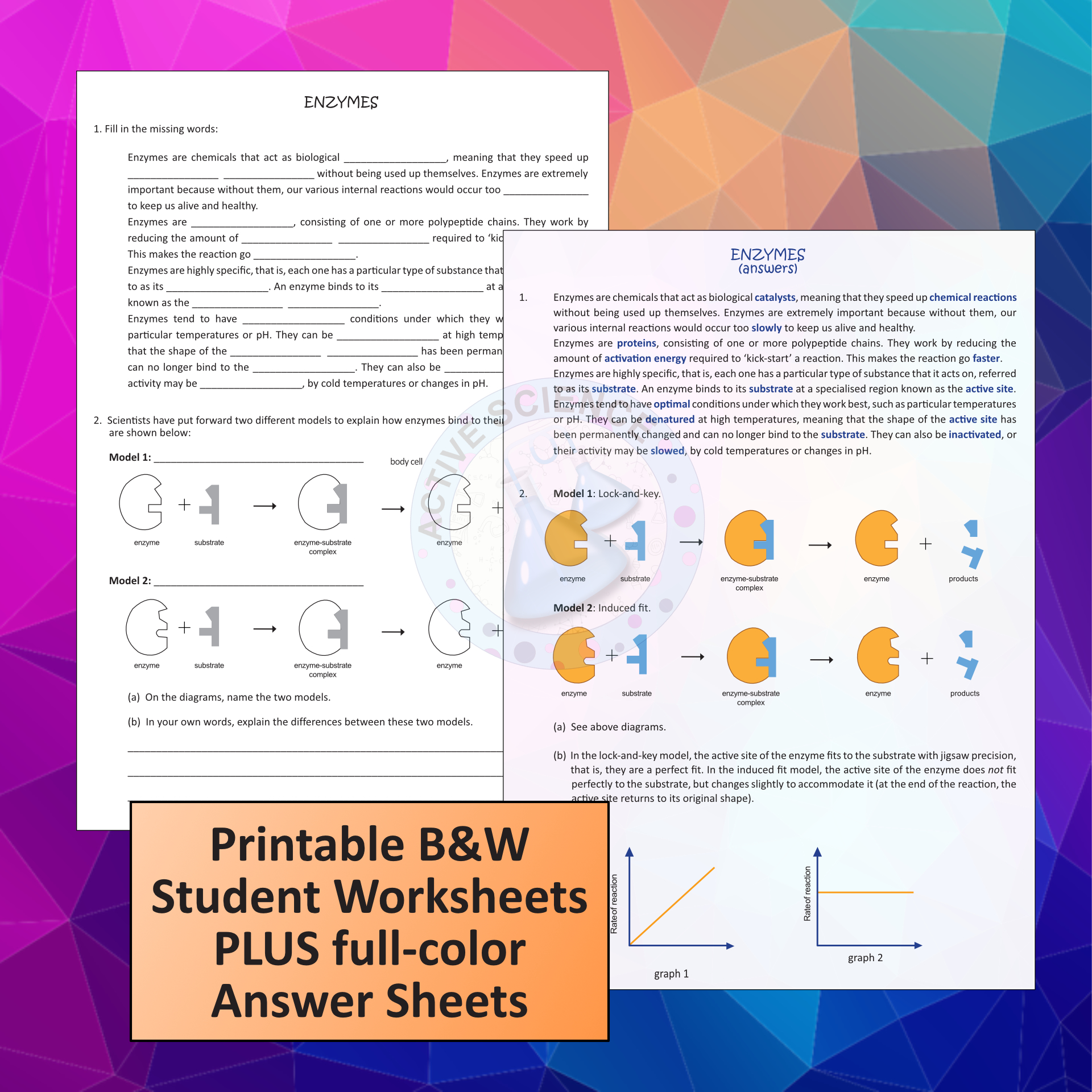 Enzymes as biological catalysts (printable worksheets) US Edition ...