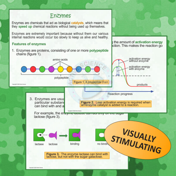 Enzymes as biological catalysts (PowerPoint Presentation) | Made By ...