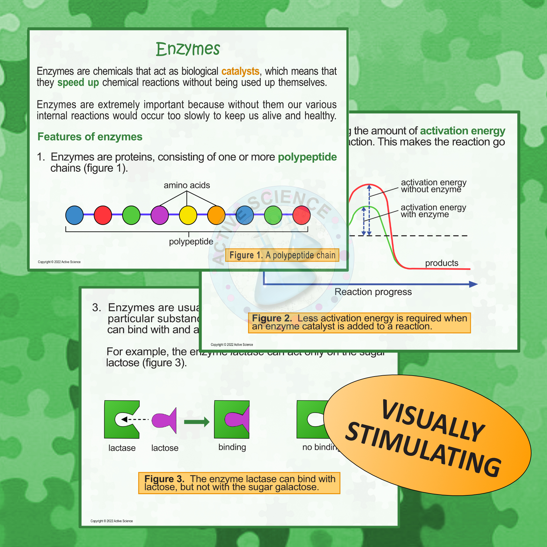Enzymes as biological catalysts (PowerPoint Presentation) US Edition ...