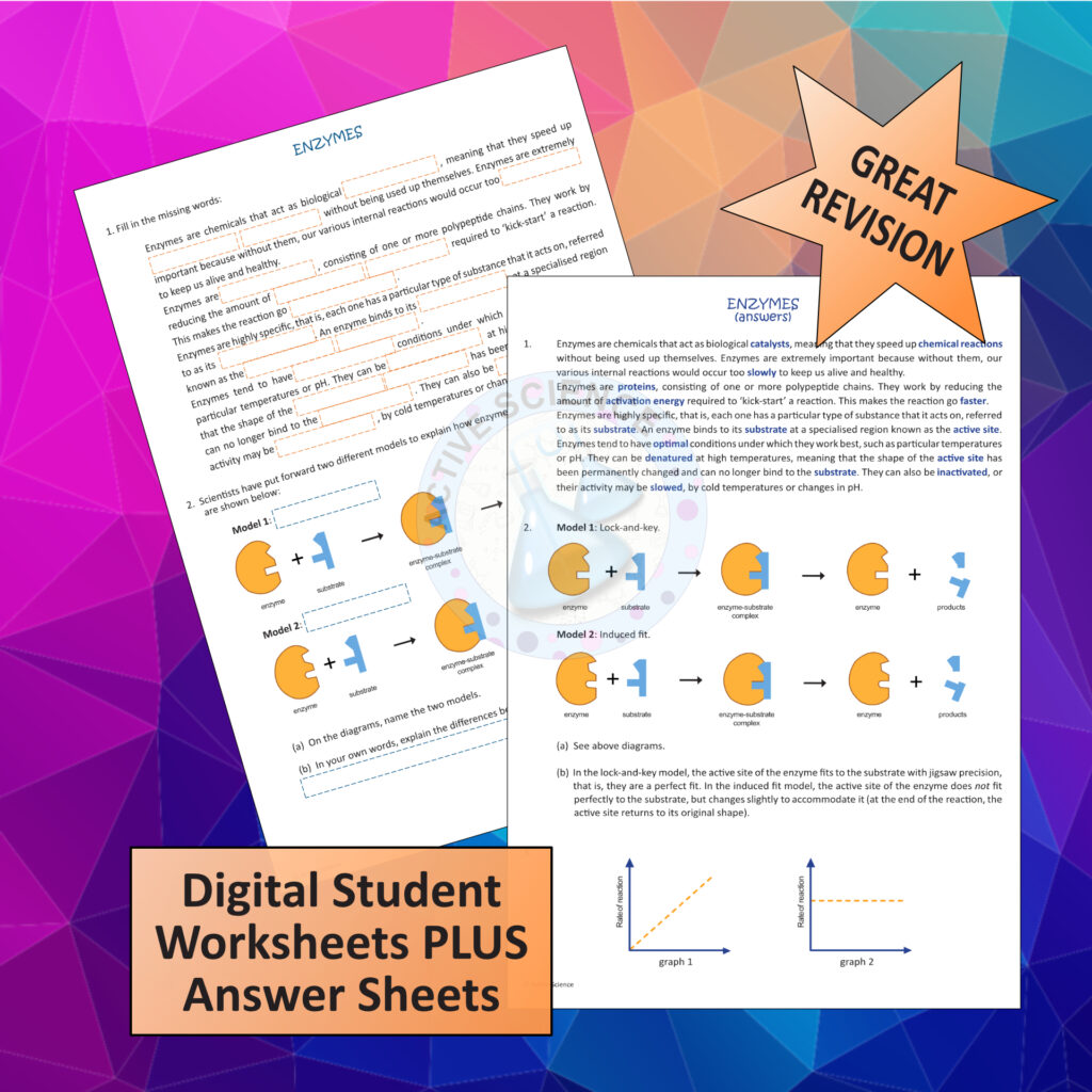 Enzymes as Biological Catalysts (digital worksheets) | Made By Teachers