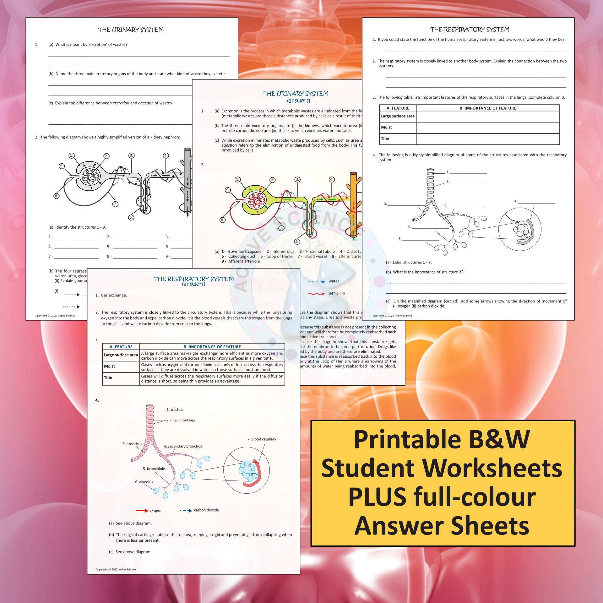Excretion: Urinary & Respiratory Systems | Made By Teachers