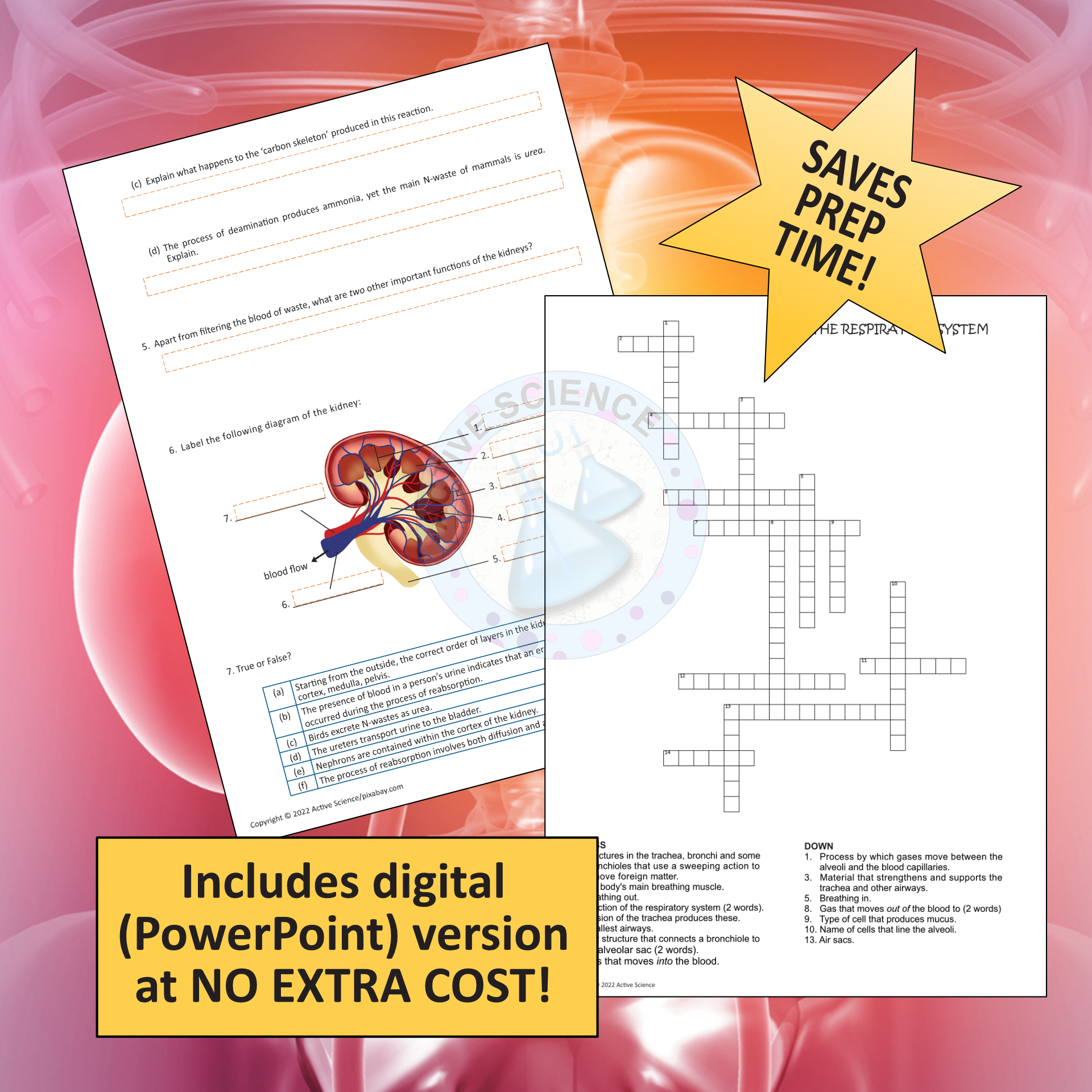 Excretion: Urinary & Respiratory Systems (US edition) | Made By Teachers