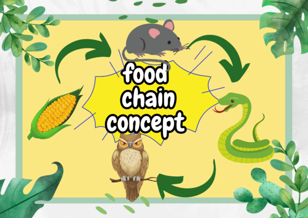 Exploring Food Chains: Understanding How Living Things Interact "Food ...