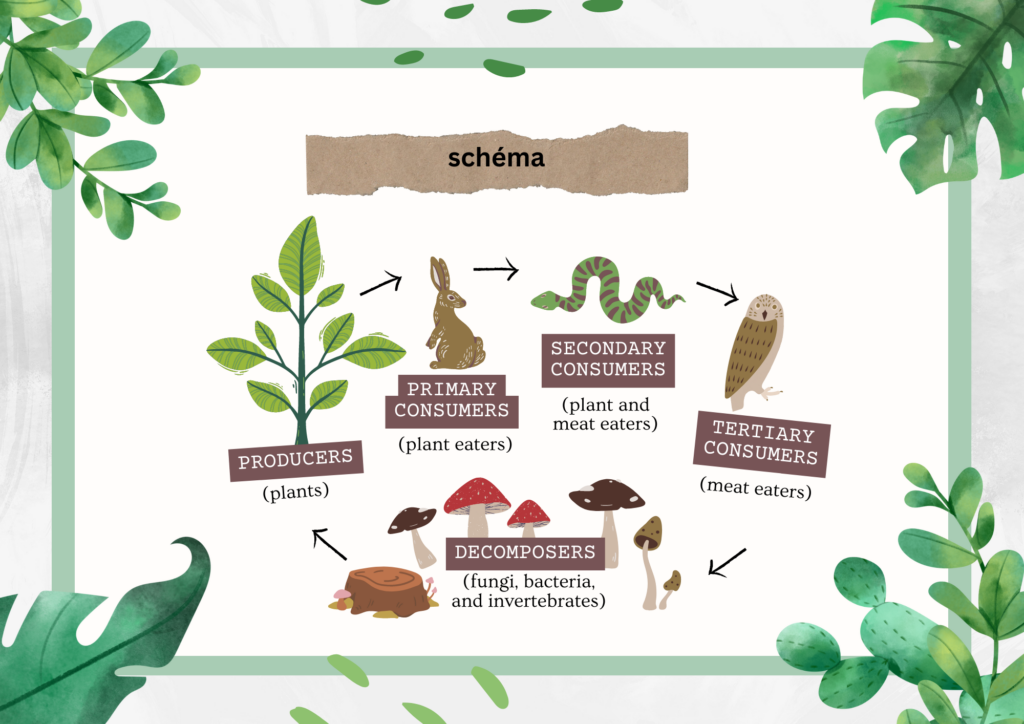 Exploring Food Chains: Understanding How Living Things Interact "Food ...