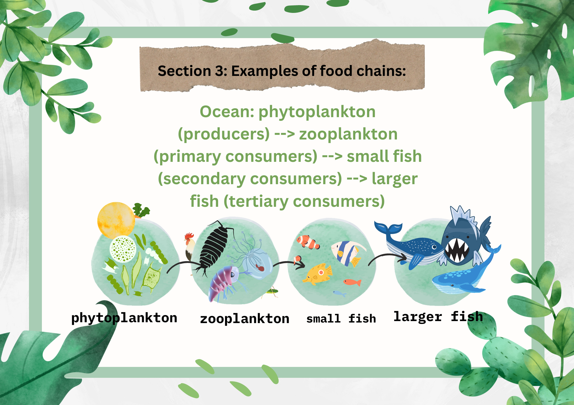 Exploring Food Chains: Understanding How Living Things Interact "Food ...