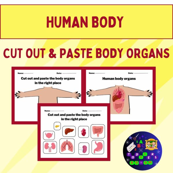 Human Body Organs: Drawing, Matching, and Writing Activity Work Sheets ...