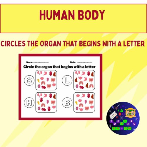 Human Body Organs: Drawing, Matching, and Writing Activity Work Sheets ...
