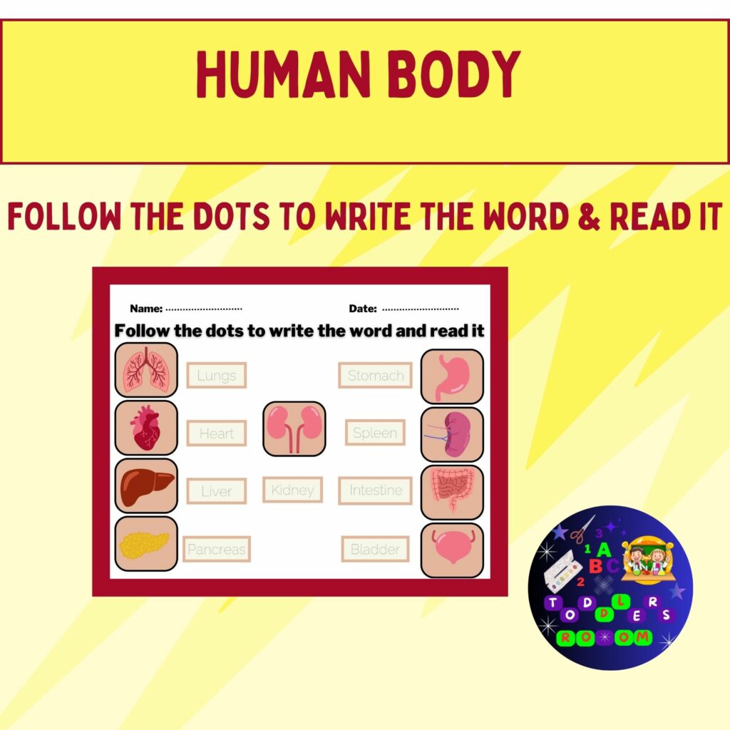 Human Body Organs: Drawing, Matching, and Writing Activity Work Sheets ...