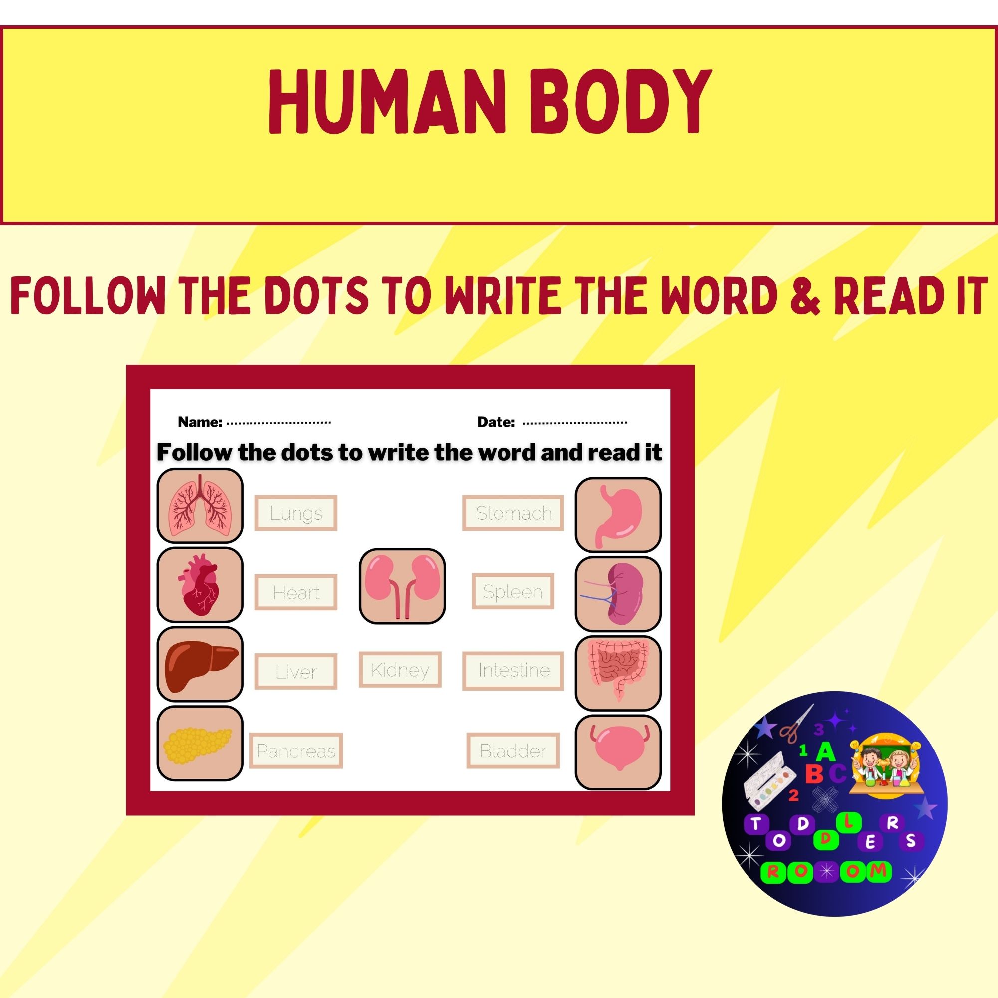 Human Body Organs: Drawing, Matching, and Writing Activity Work Sheets ...