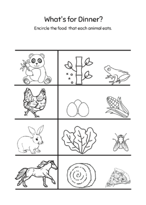 3rd Grade Animal Worksheets: Explore the Wonders of the Animal Kingdom ...