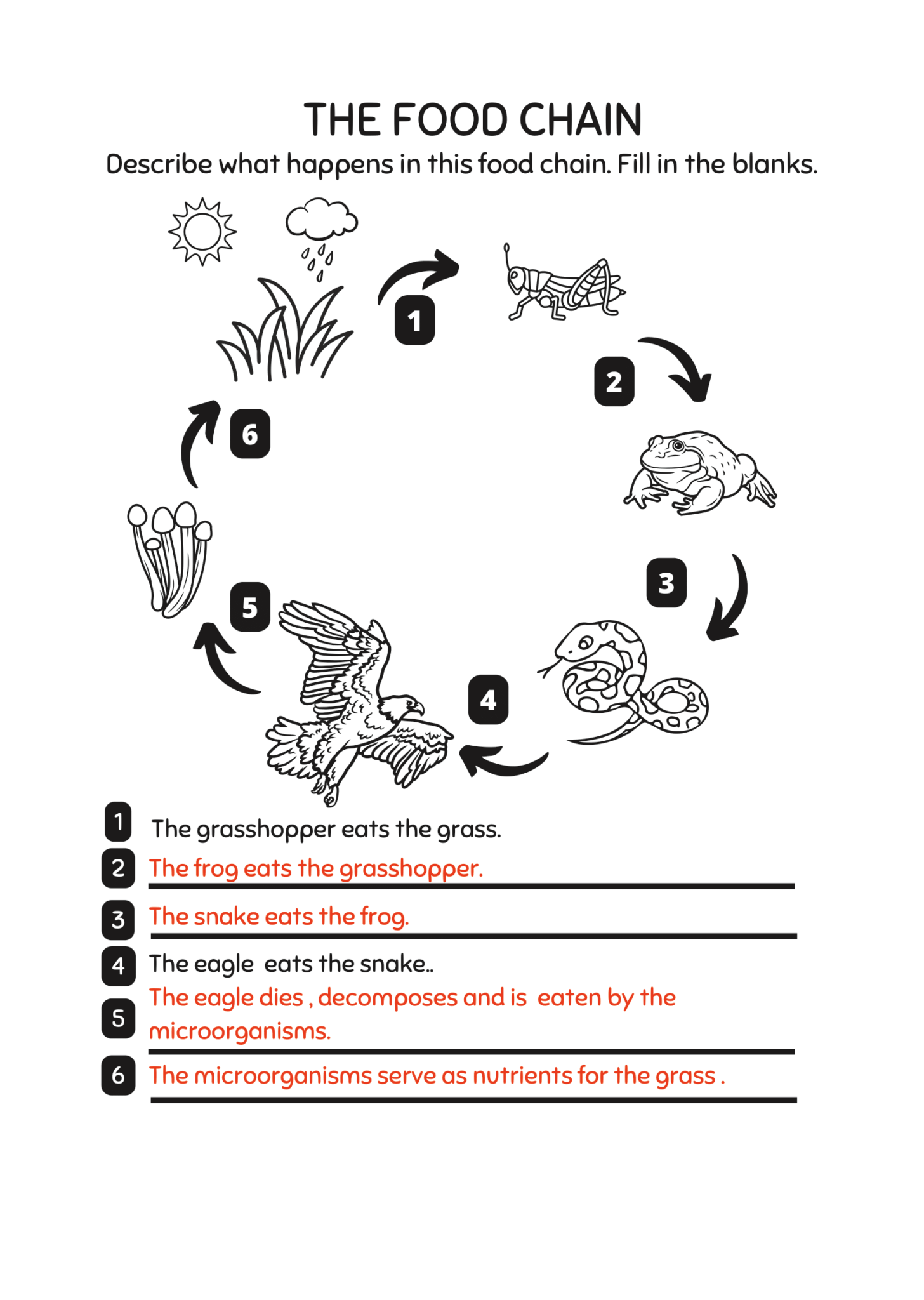 3rd Grade Animal Worksheets: Explore the Wonders of the Animal Kingdom ...