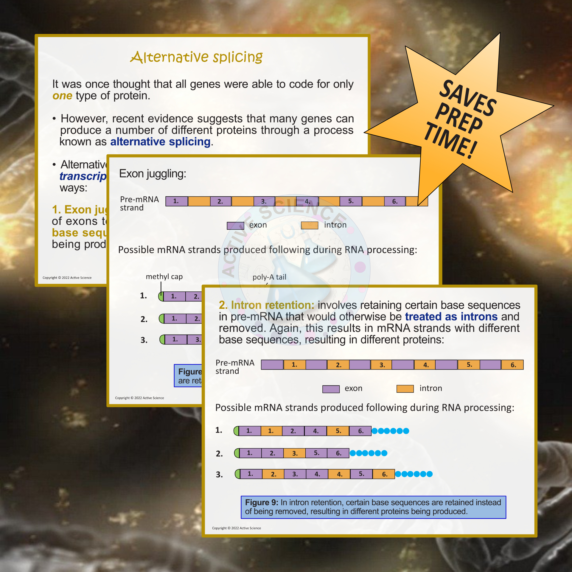 Gene Expression and Regulation (PowerPoint Presentation) | Made By Teachers