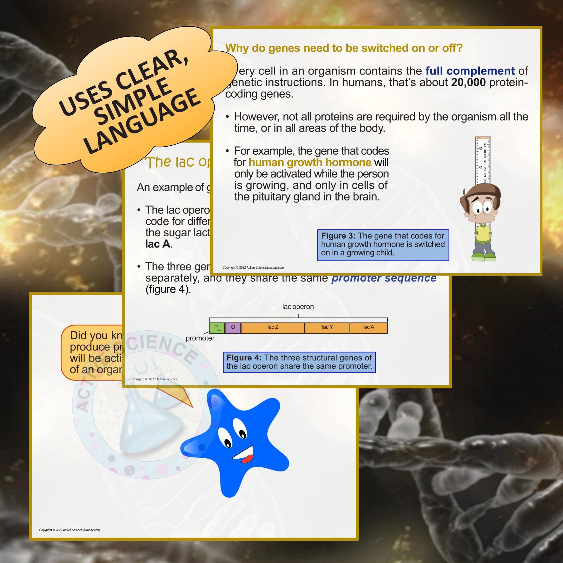 Gene Expression and Regulation (PowerPoint Presentation) US Edition ...