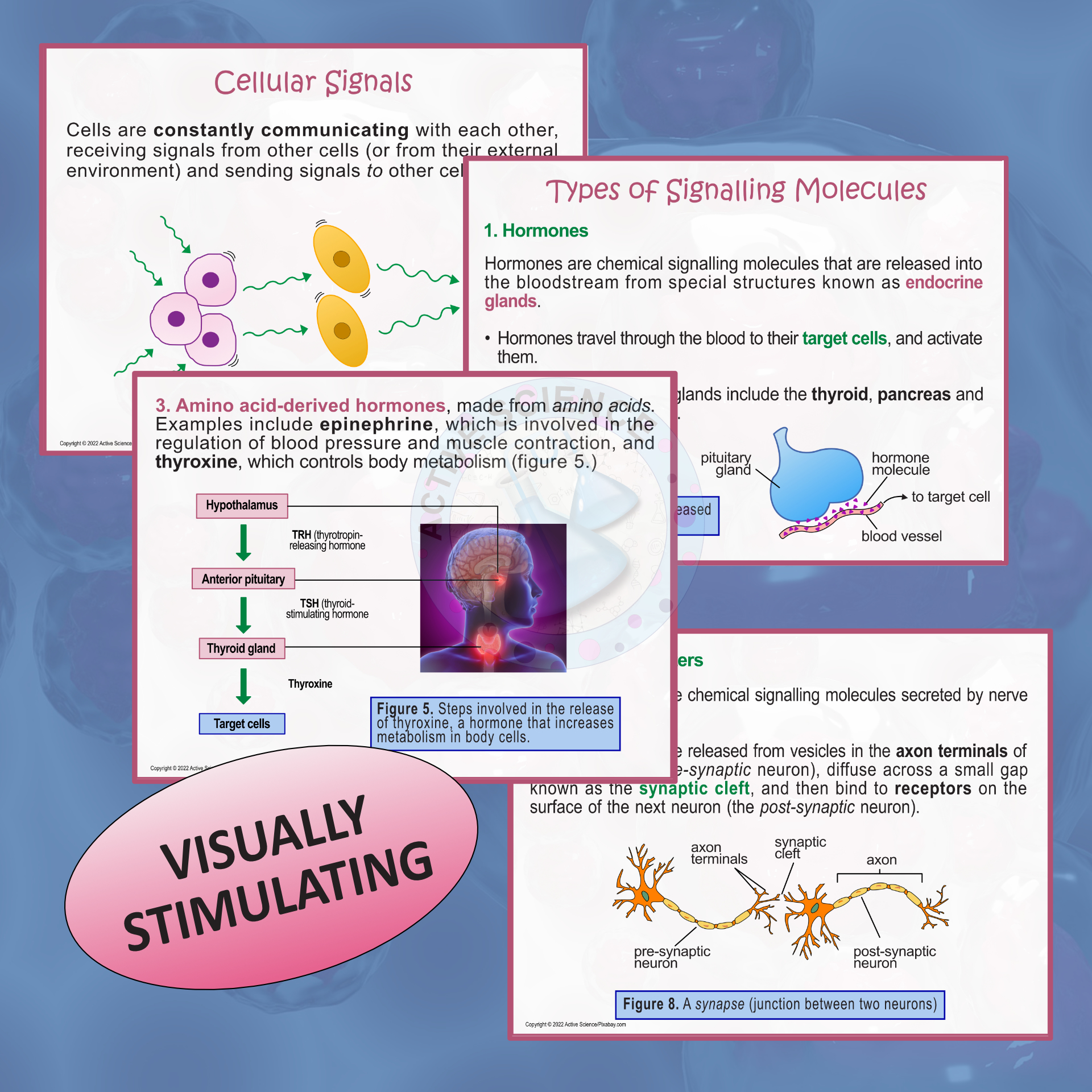 Cell Communication and Apoptosis | Made By Teachers