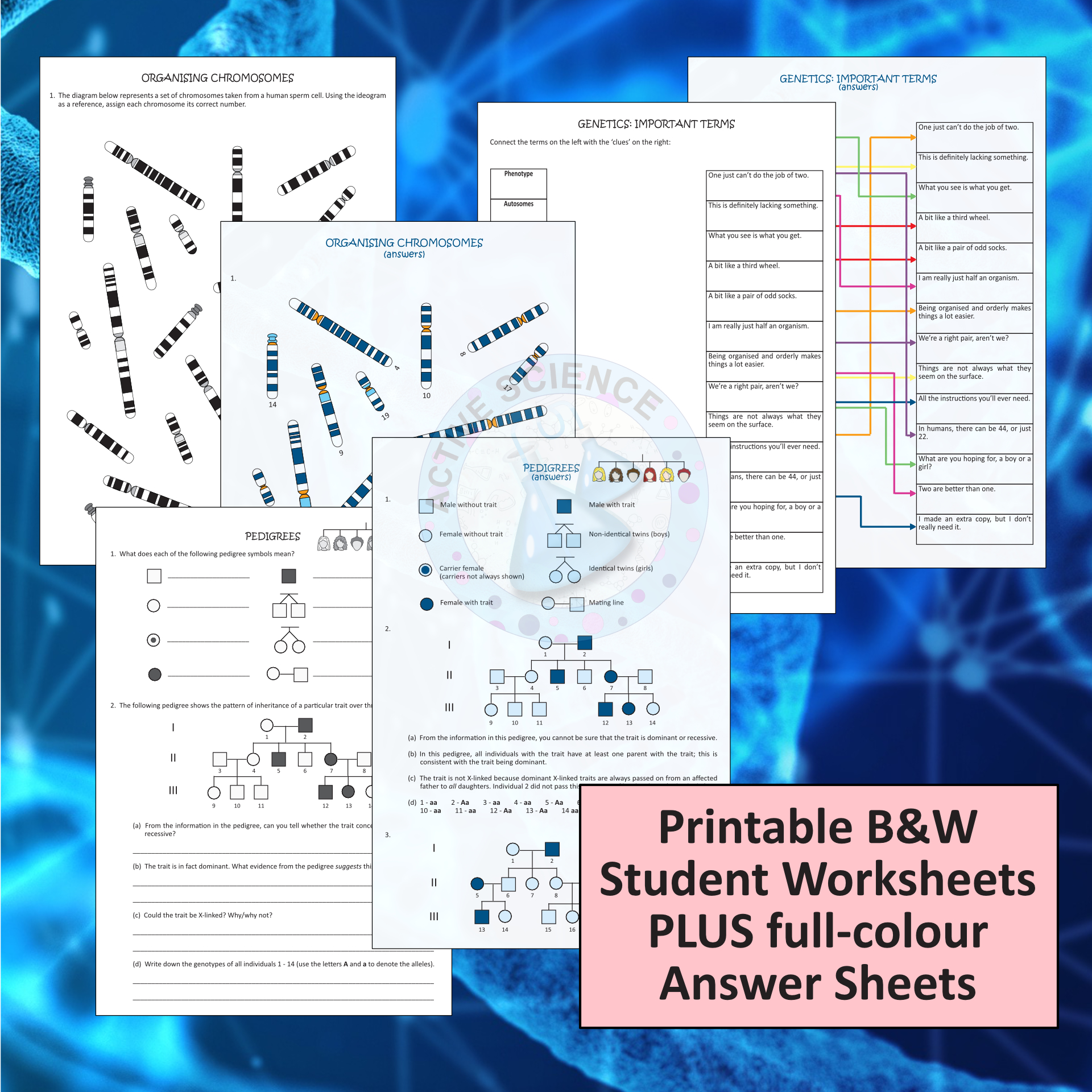 Genetics: crosses, pedigrees, human variation | Made By Teachers