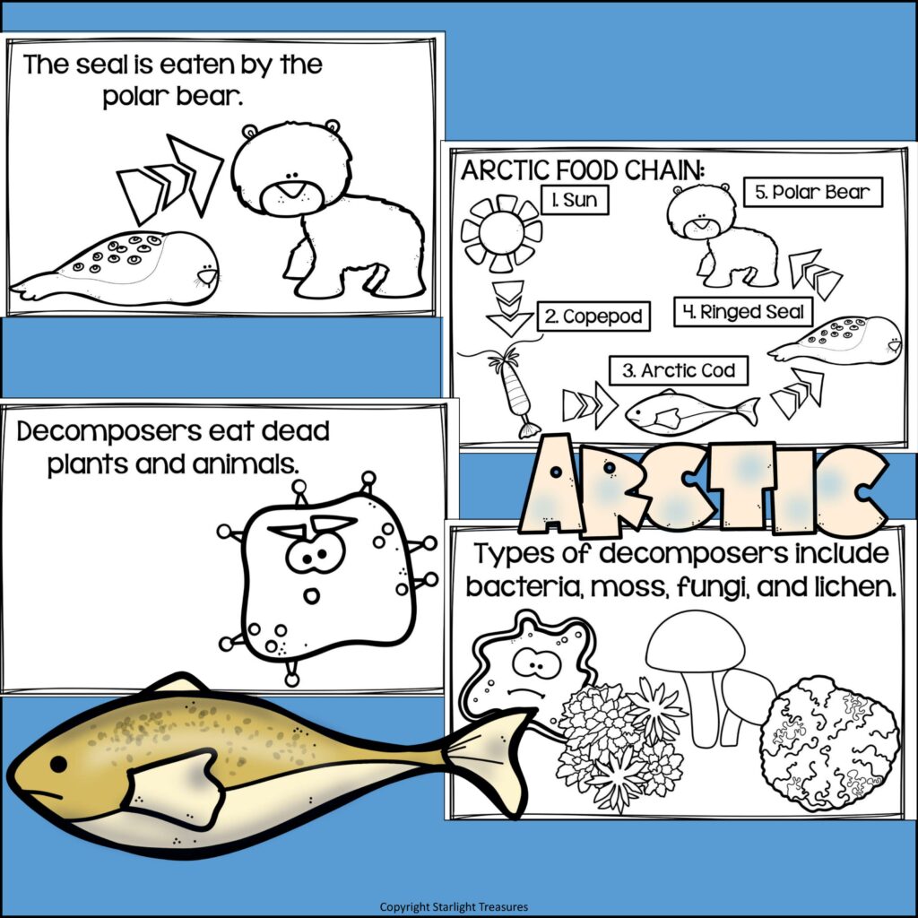 Arctic Food Chain Mini Book for Early Readers - Food Chains | Made By ...