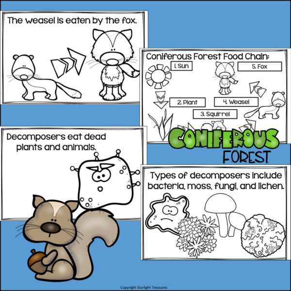 Coniferous Forest Food Chain Mini Book for Early Readers - Food Chains ...
