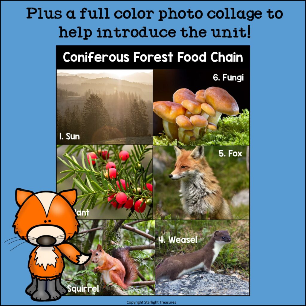 Coniferous Forest Food Chain Mini Book for Early Readers - Food Chains ...